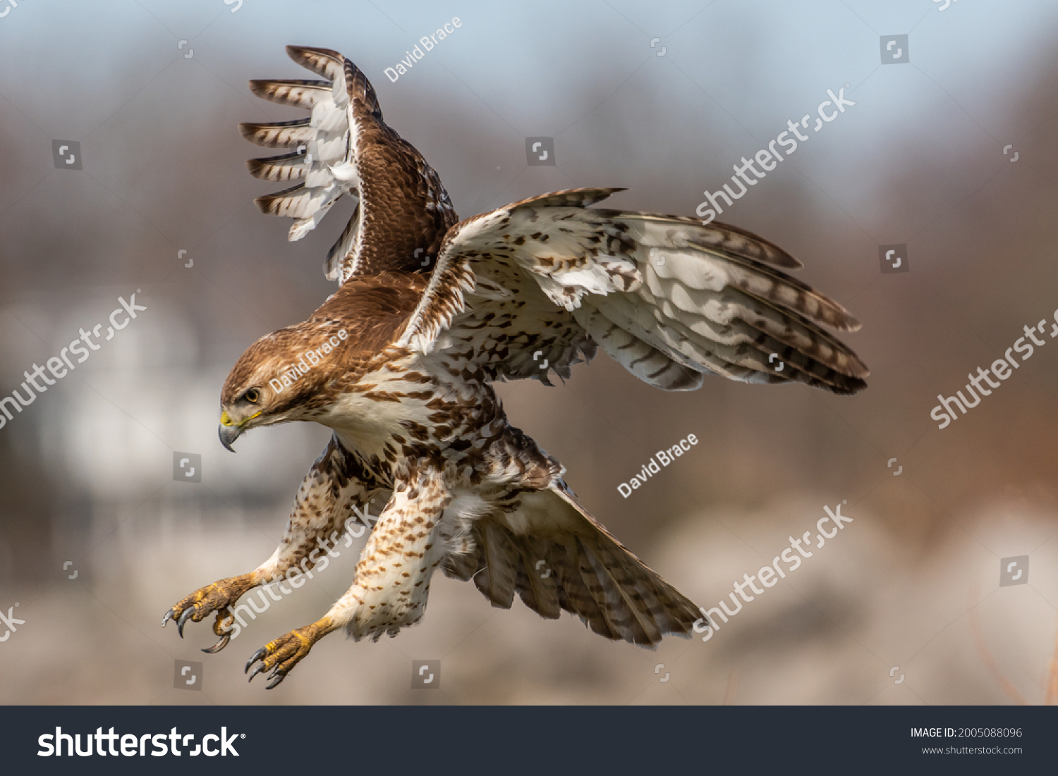 A Red tailed hawk going in for the kill_站酷海洛_正版图片_视频_字体_音乐素材交易平台_站酷旗下品牌