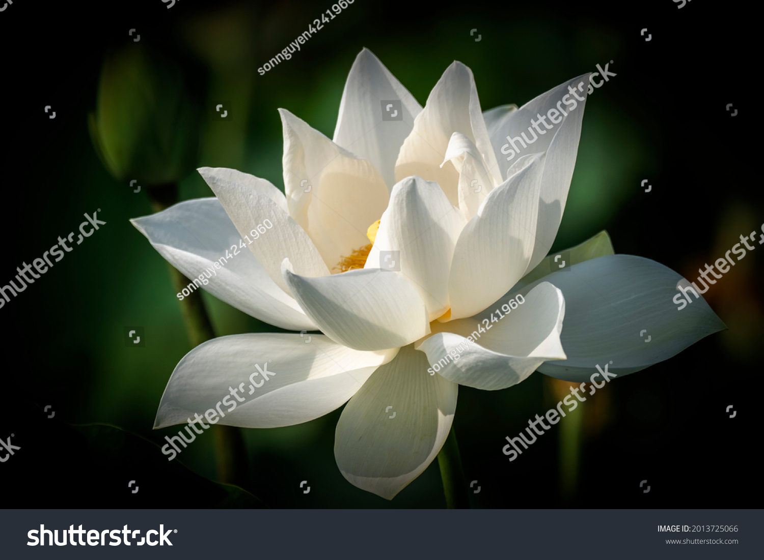 white lotus a pure white color every morning when passing through the ...