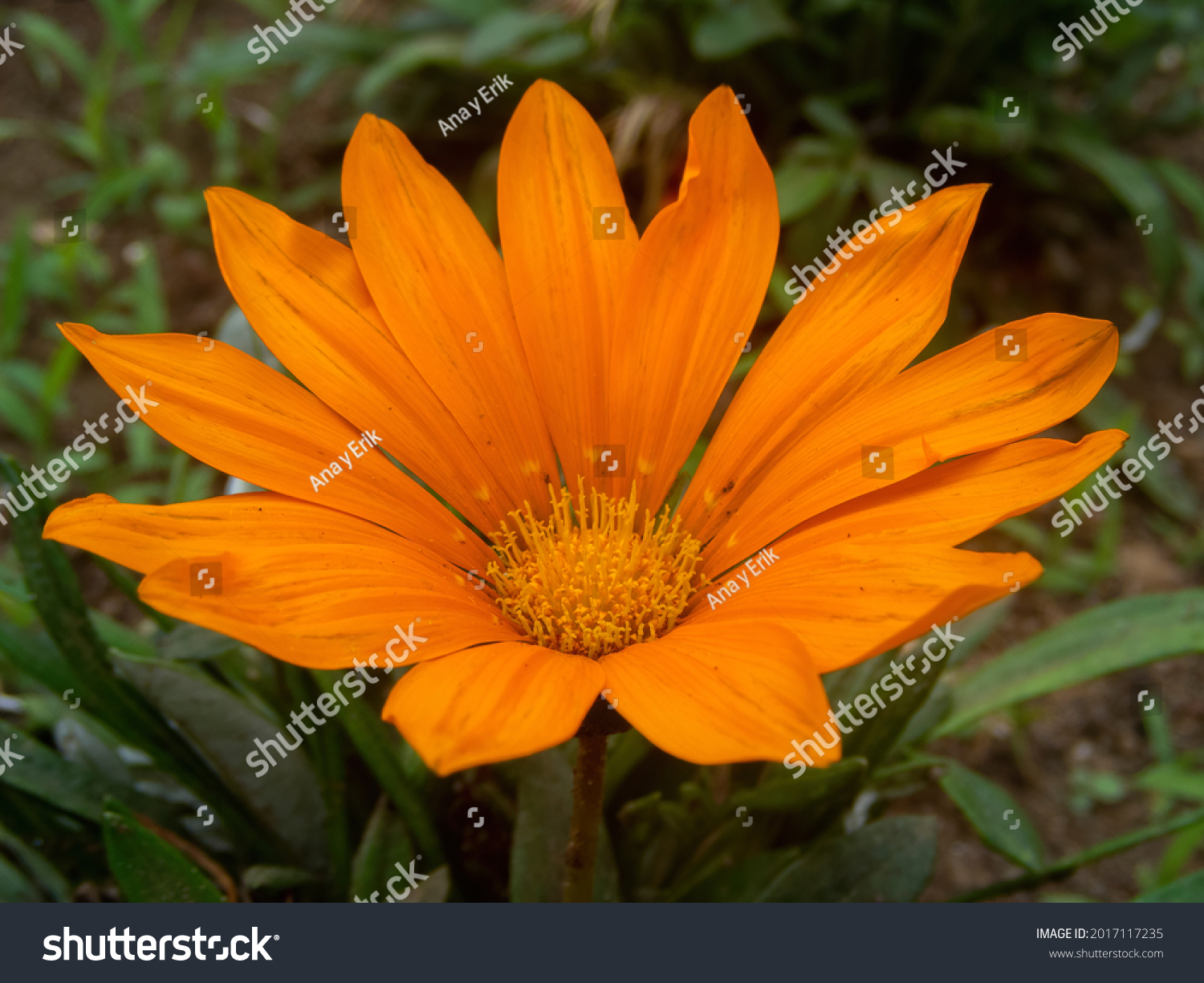 Close up view of a orange round wild flower isolated flower with yellow ...