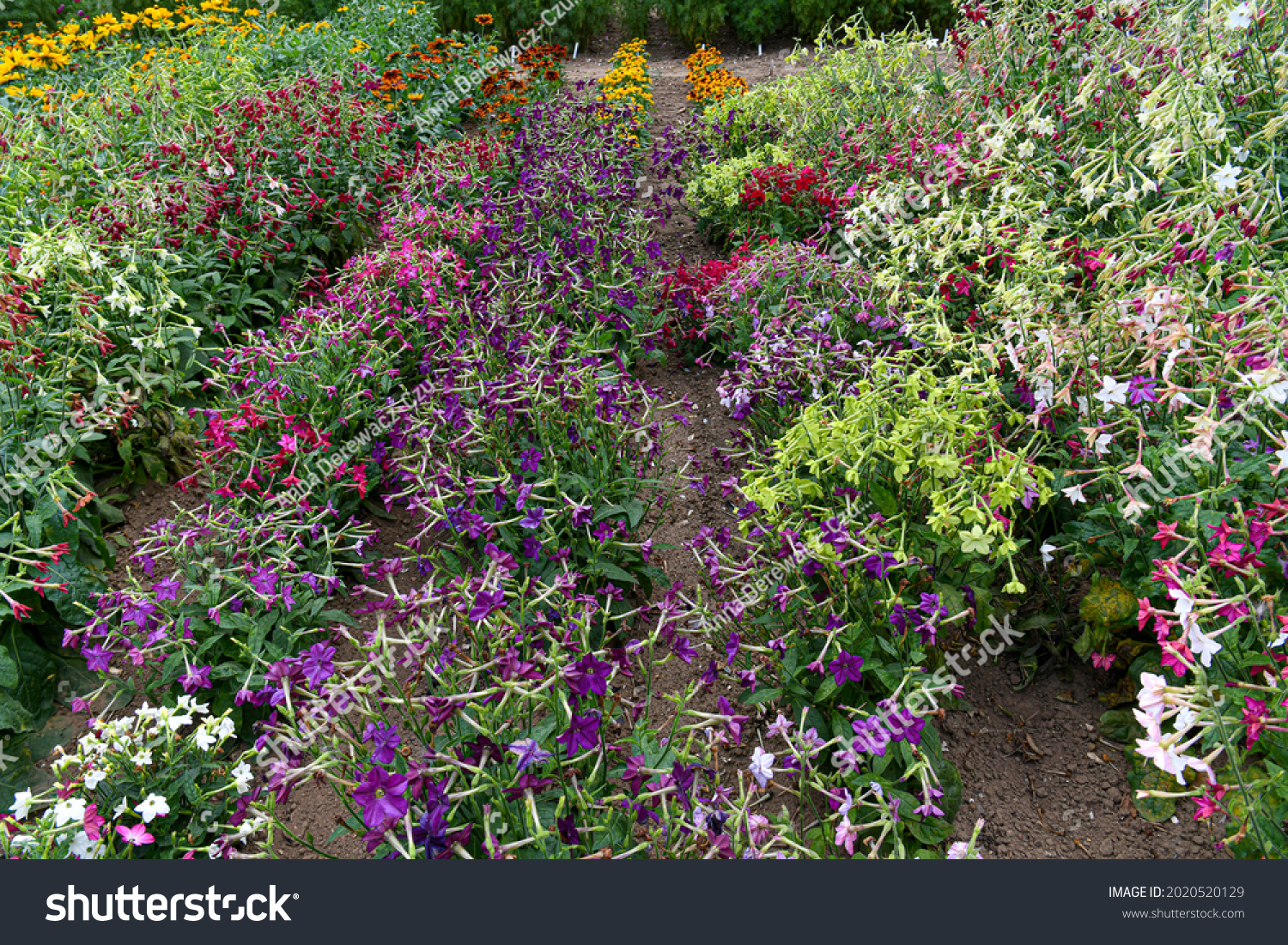 Nicotiana produce marvelously fragrant flowers that bring hummingbirds ...