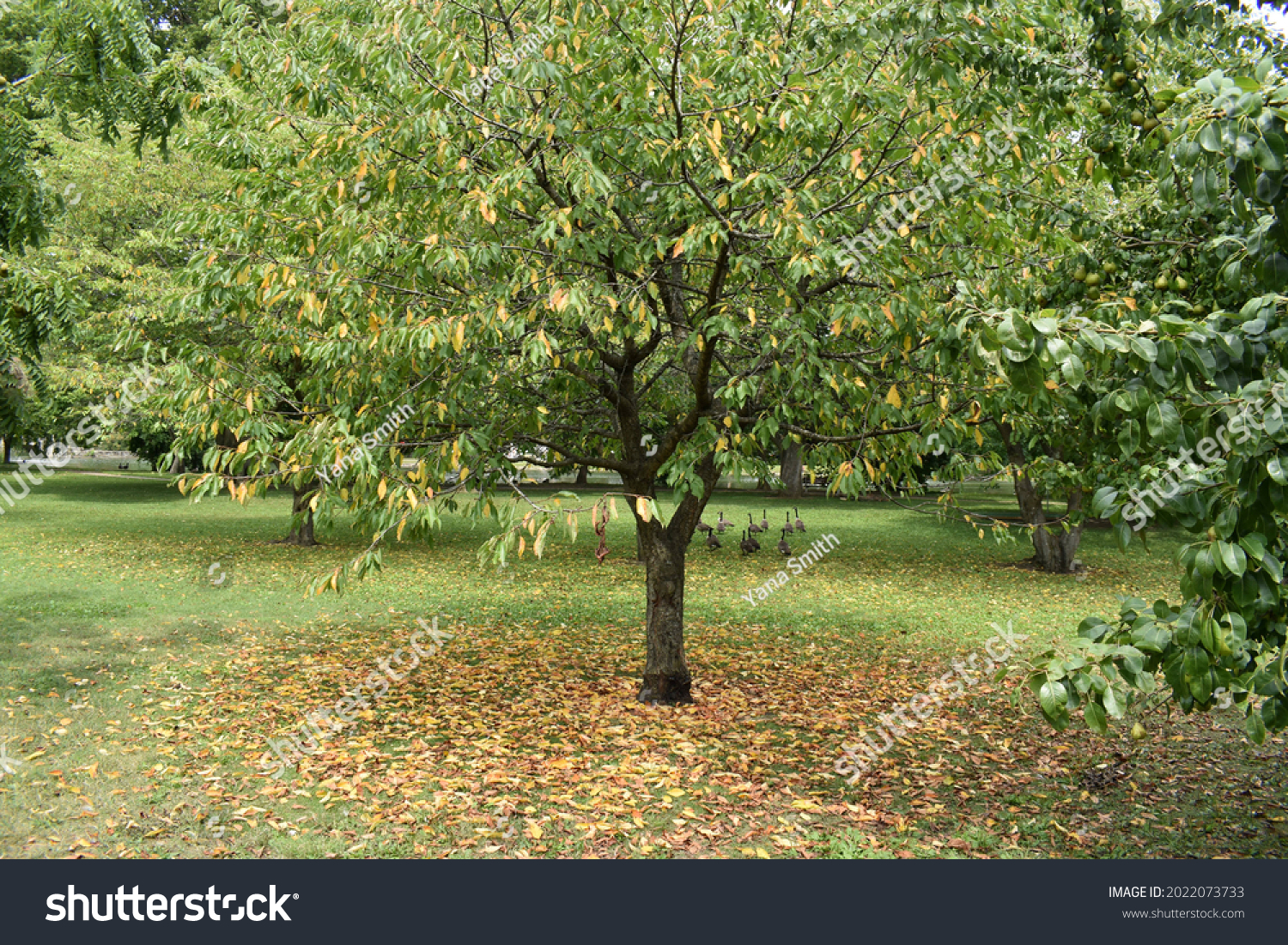 Green tree with fallen yellow leaves underneath taken on August 6 2021 ...
