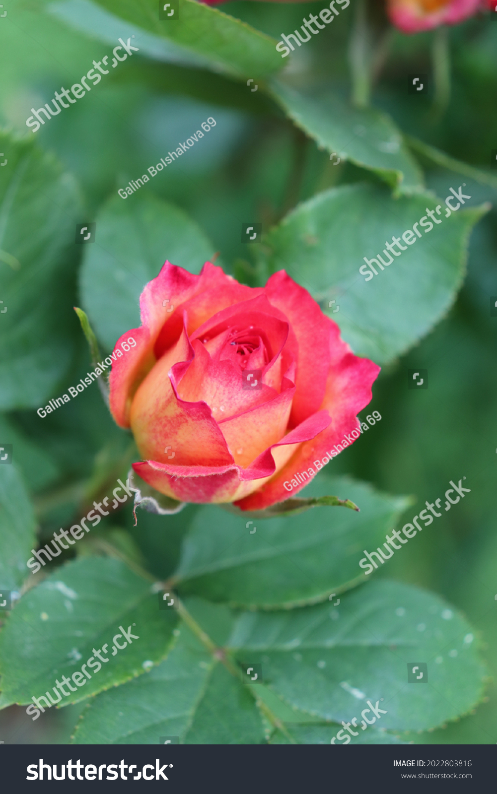 Tender yellow color with pink edges Modern Shrub Rose Marseille en ...
