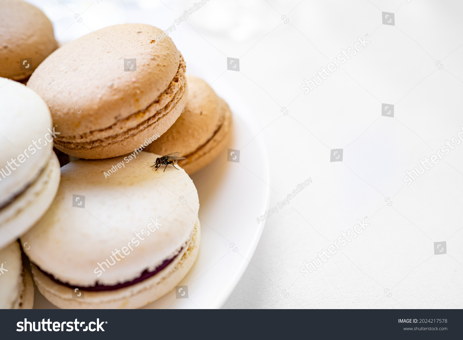 fly on macaroon cakes. insect pests. unsanitary conditions of food ...