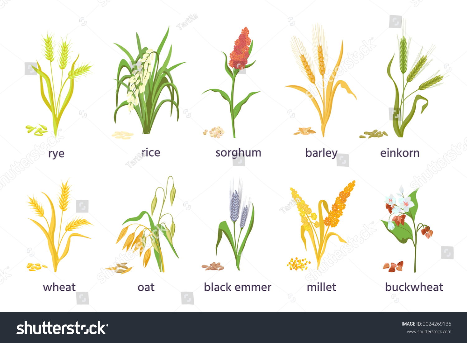 Cereal agricultural plants crop spikes ears and grains. Farming millet ...