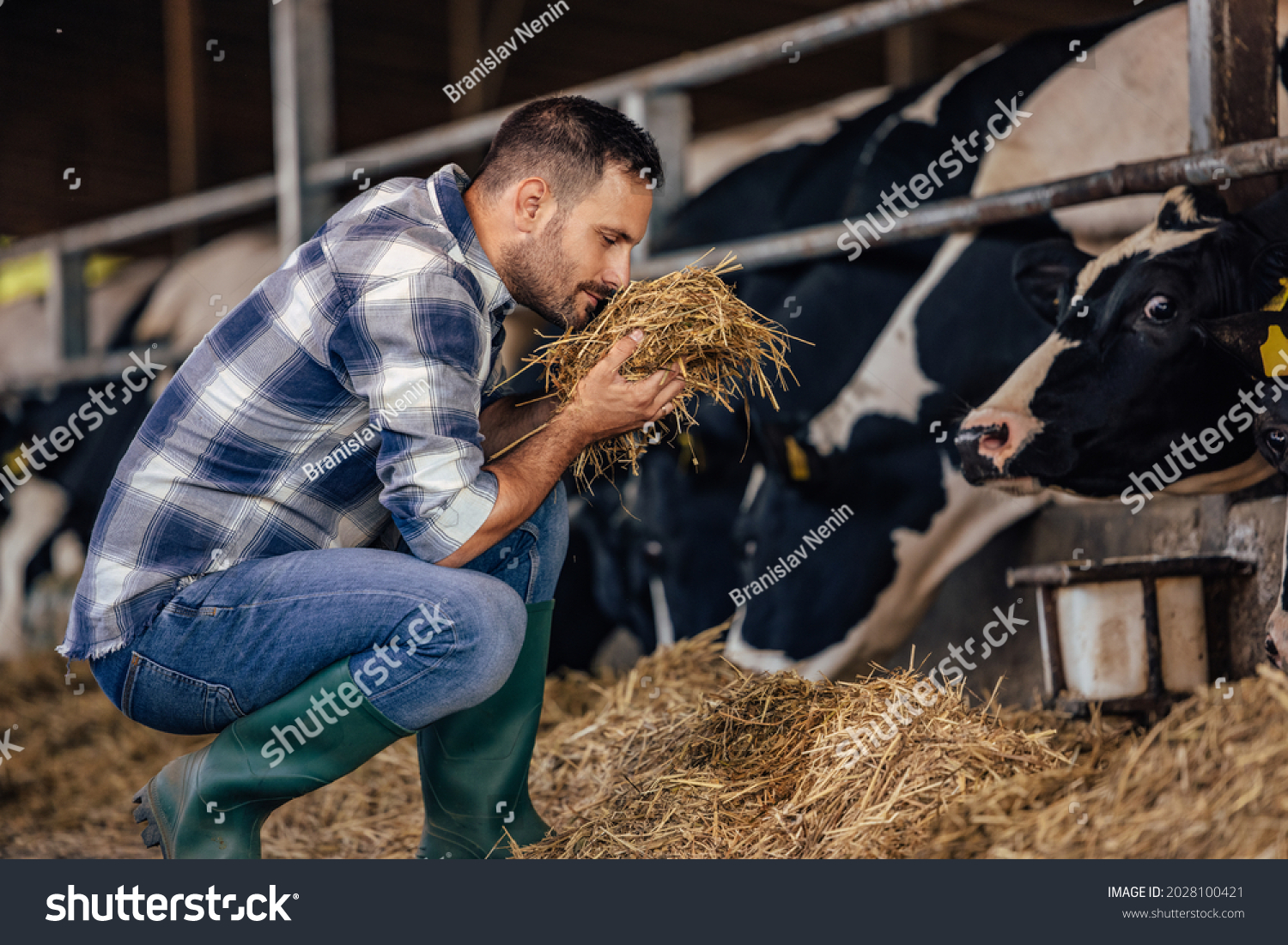 Adult man making sure the hay is fresh and ready to eat._站酷海洛_正版图片_视频 ...
