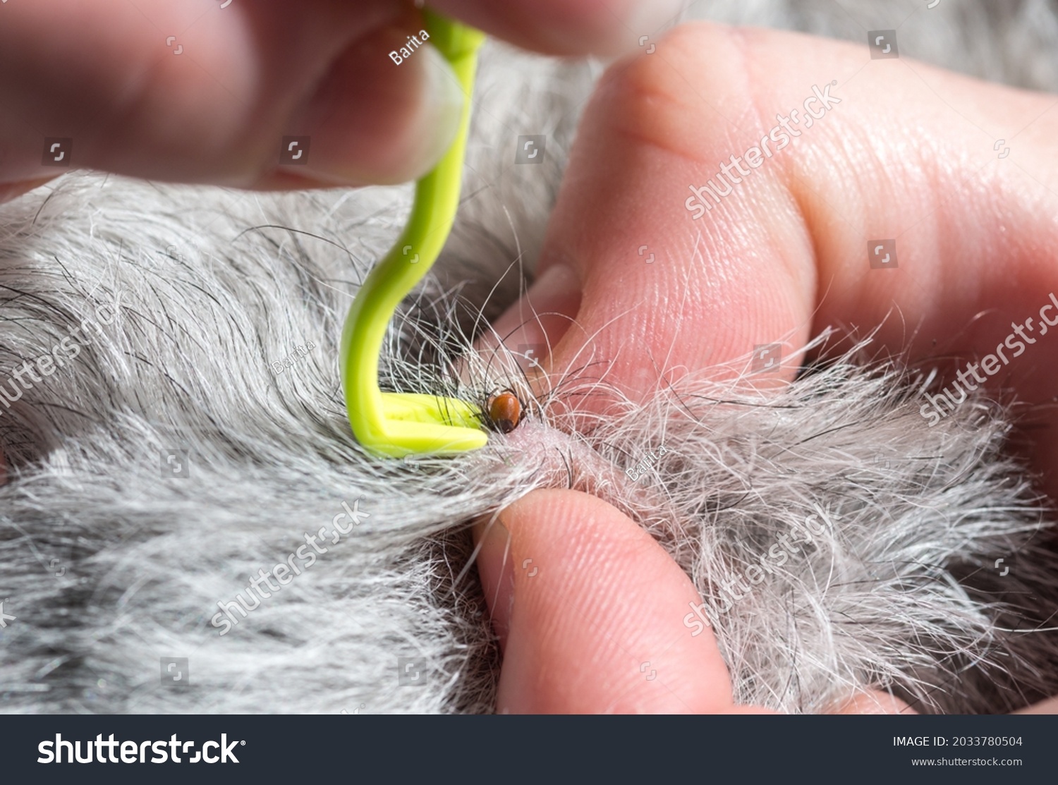Tick removing from a dog_站酷海洛_正版图片_视频_字体_音乐素材交易平台_站酷旗下品牌
