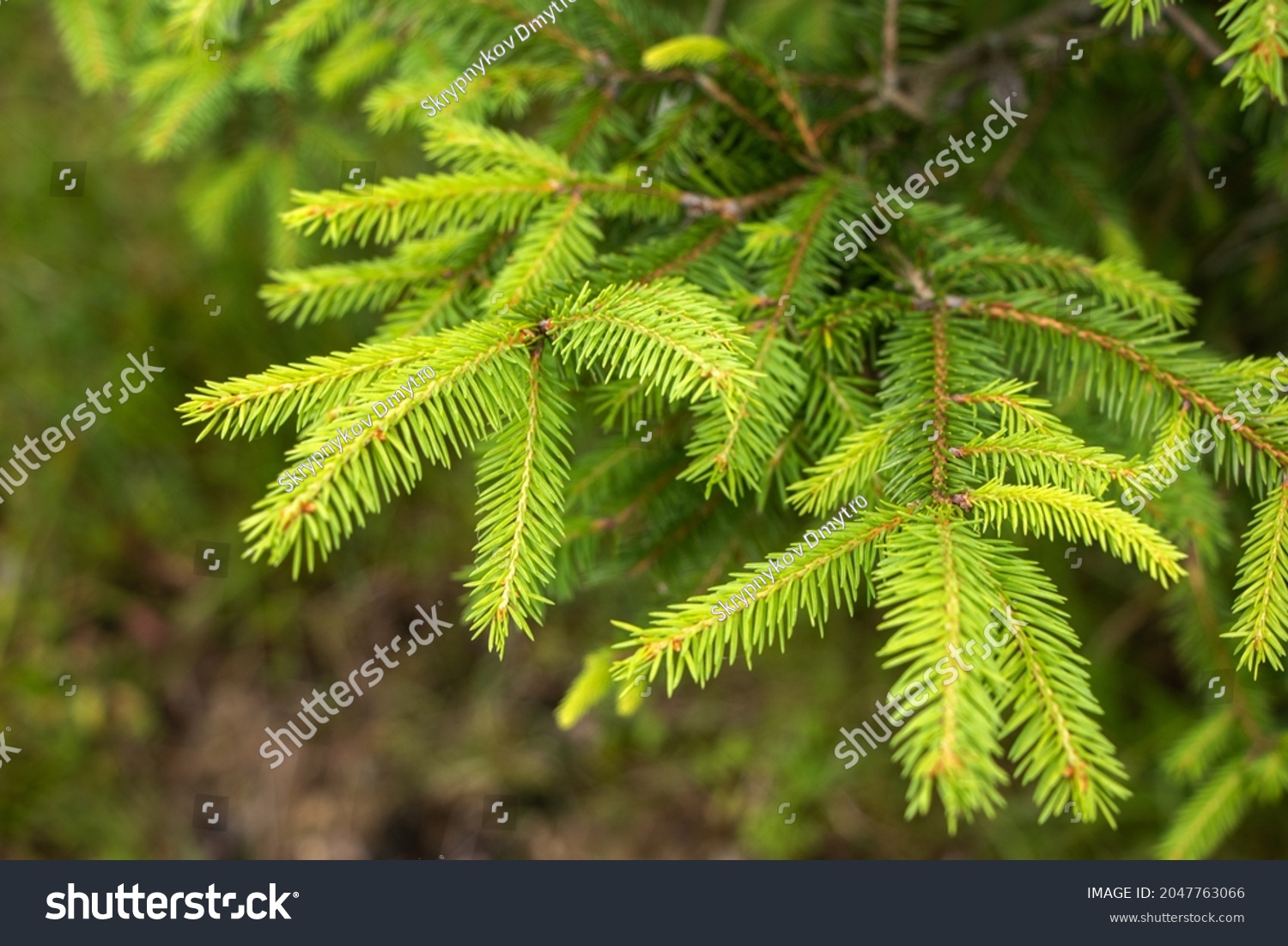 Norway spruce or European spruce. coniferous tree type species of the ...
