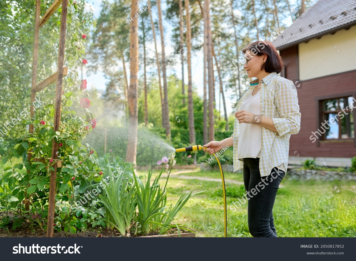 Middle-aged woman in the backyard watering rose bushes from the garden hose_站酷海洛_正版图片_视频_字体_音乐素材 ...