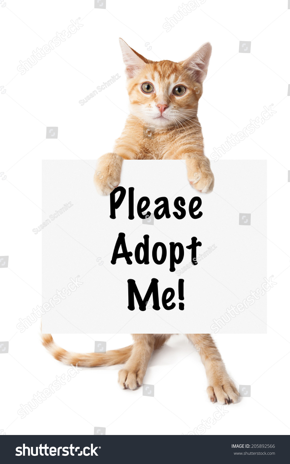 An orange kitten standing and holding a sign that says Please Adopt Me ...