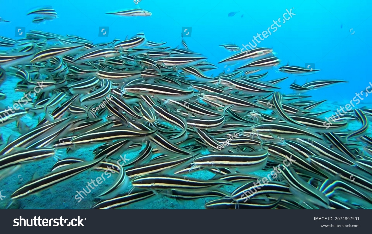 Coral reefs in shallow water with a silver shoal of fish in the depths ...