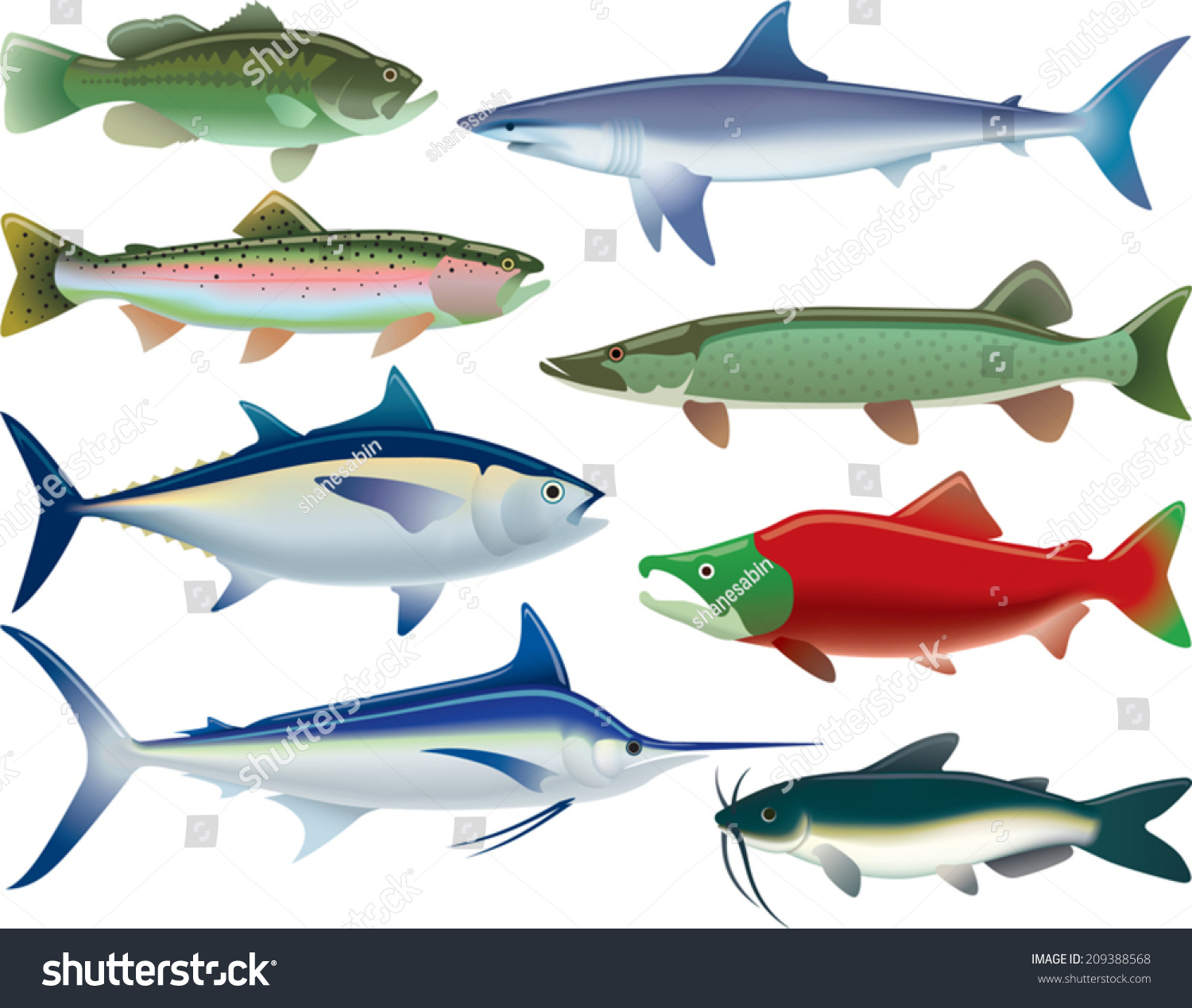 Sport Fish. Illustrations of fish that are caught for sport as well as ...