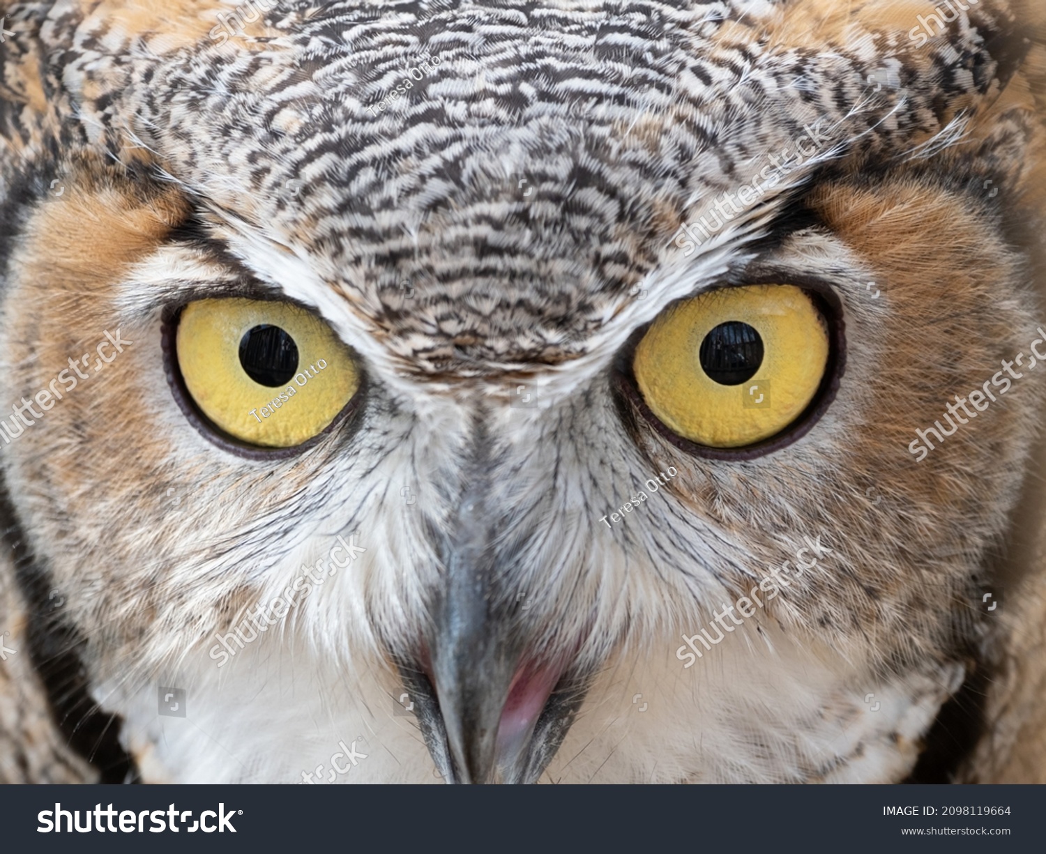 Close up of a Great Horned Owl's face with open beak and eyes looking ...