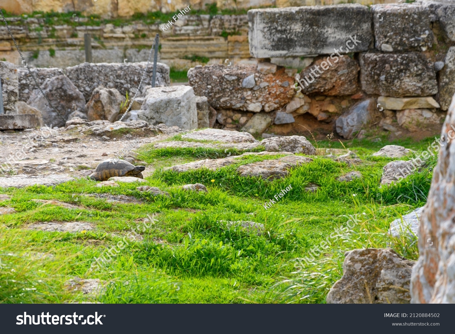 A Greek Tortoise walks through the ancient ruins of Kerameikos in the ...