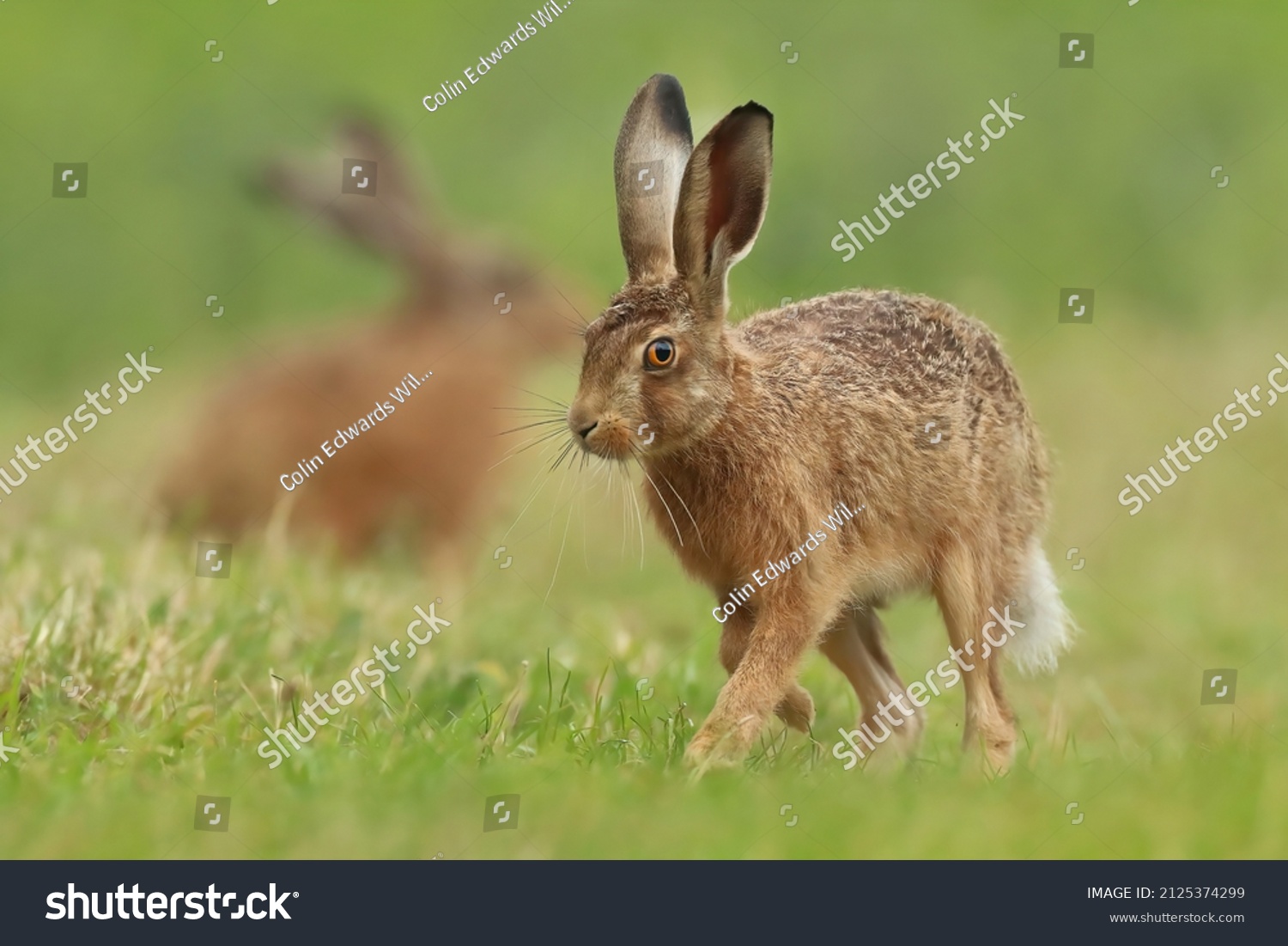 Brown hare playing and running in a meadow._站酷海洛_正版图片_视频_字体_音乐素材交易平台_站酷旗下品牌