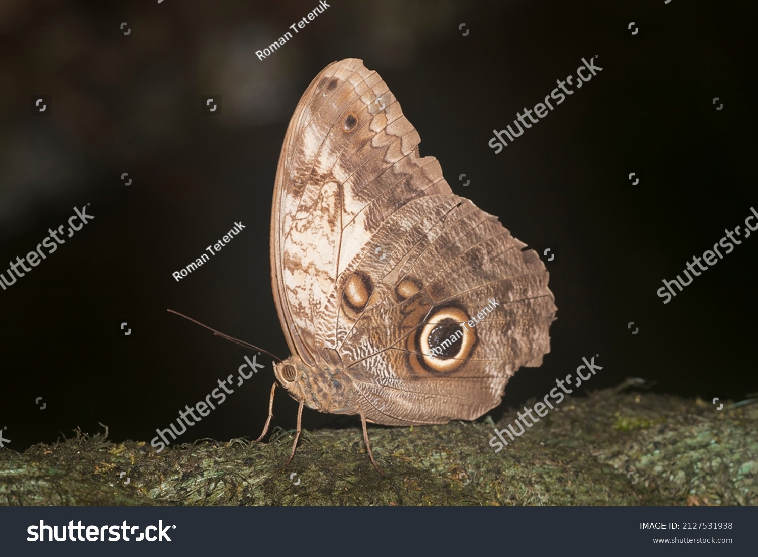 The owl butterflies are species of the genus Caligo and are known for ...
