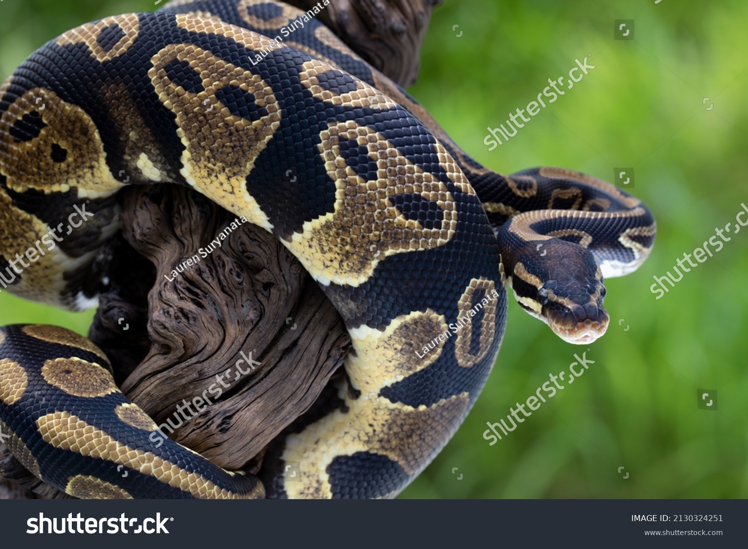 The Ball Python (Python regius) also called the Royal Python is a ...