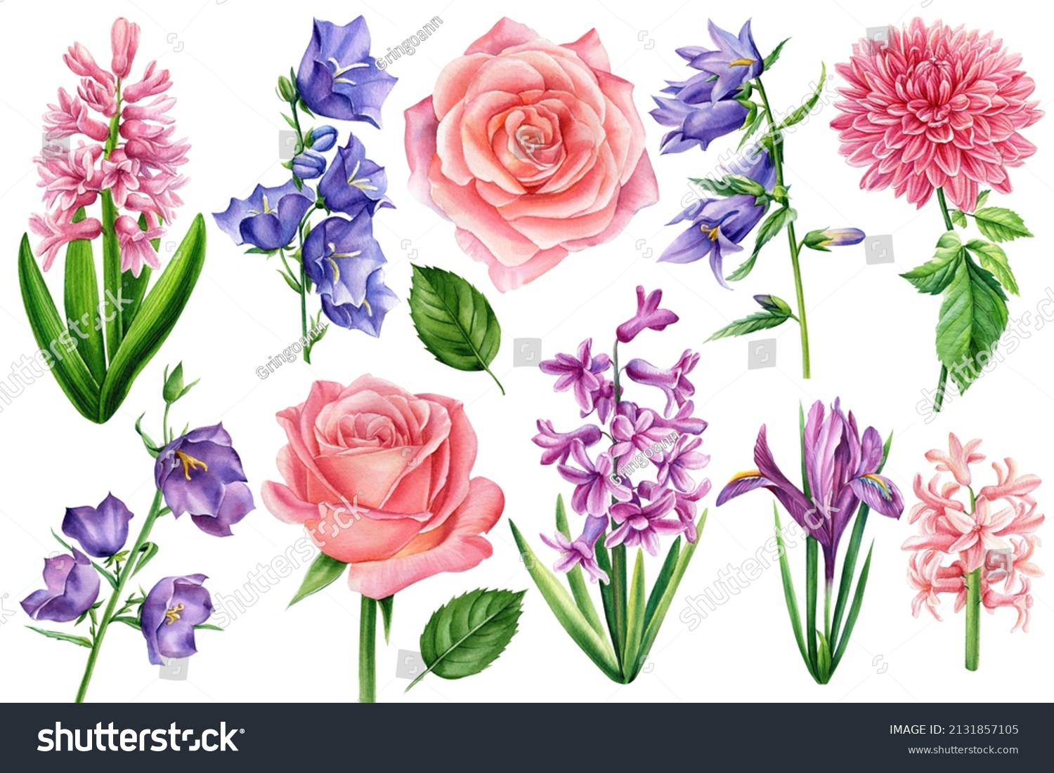 Bluebells roses iris hyacinth and dahlia flowers set. Watercolor hand ...