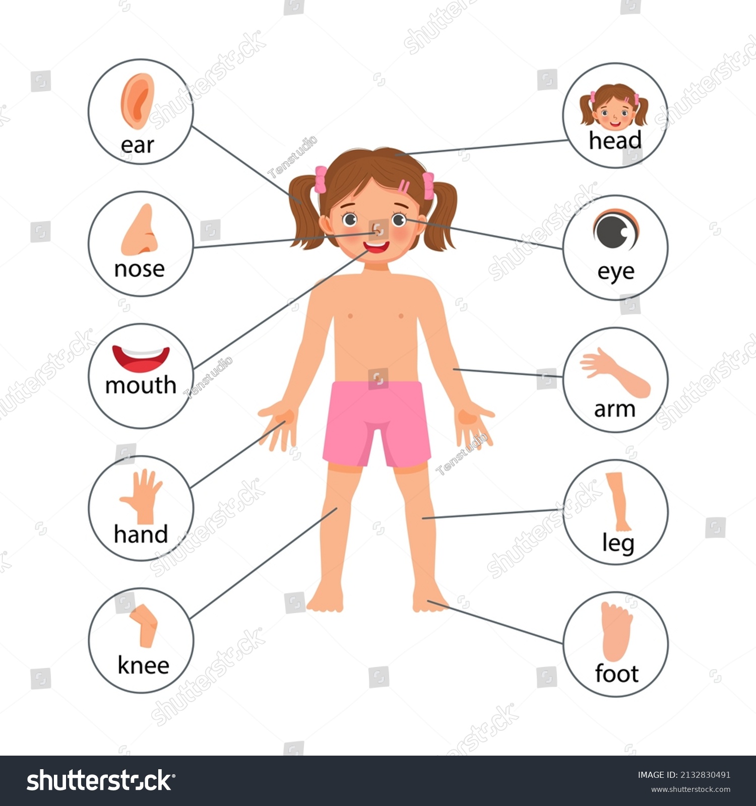 little girl illustration poster of human body parts with diagram text ...
