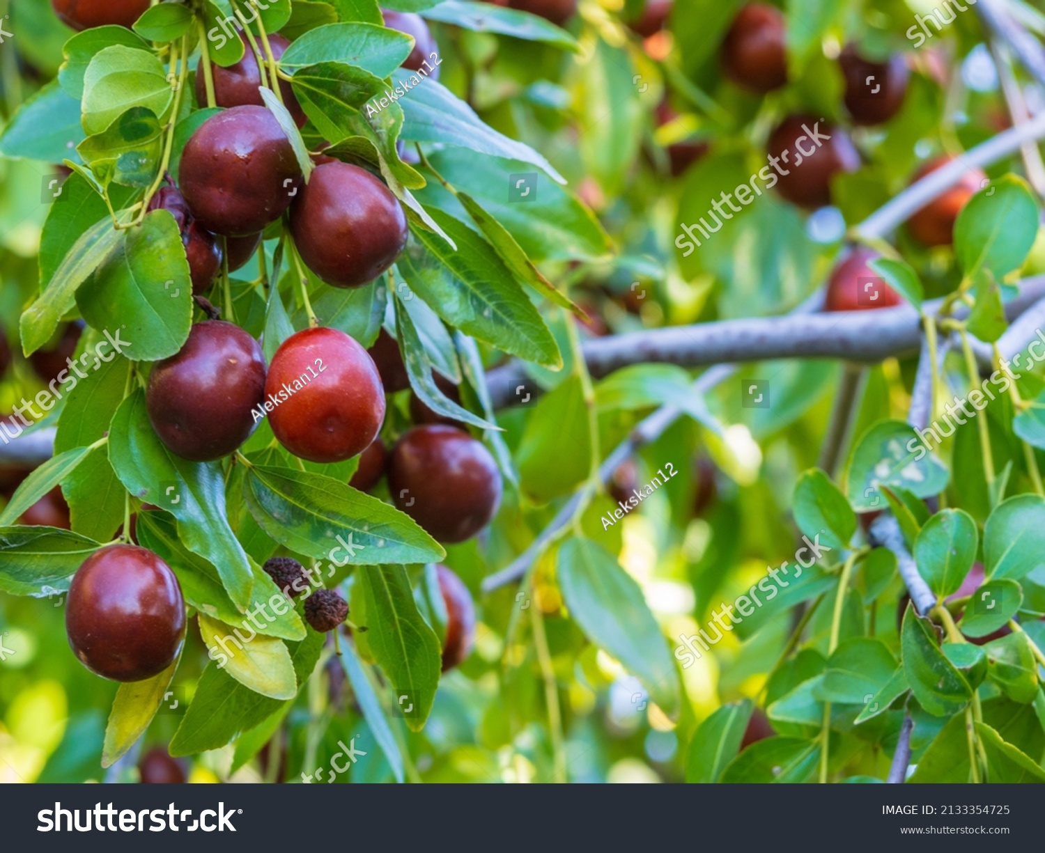 Fruits of jujube. Ziziphus jujuba. Ripe juicy jujube berries among ...