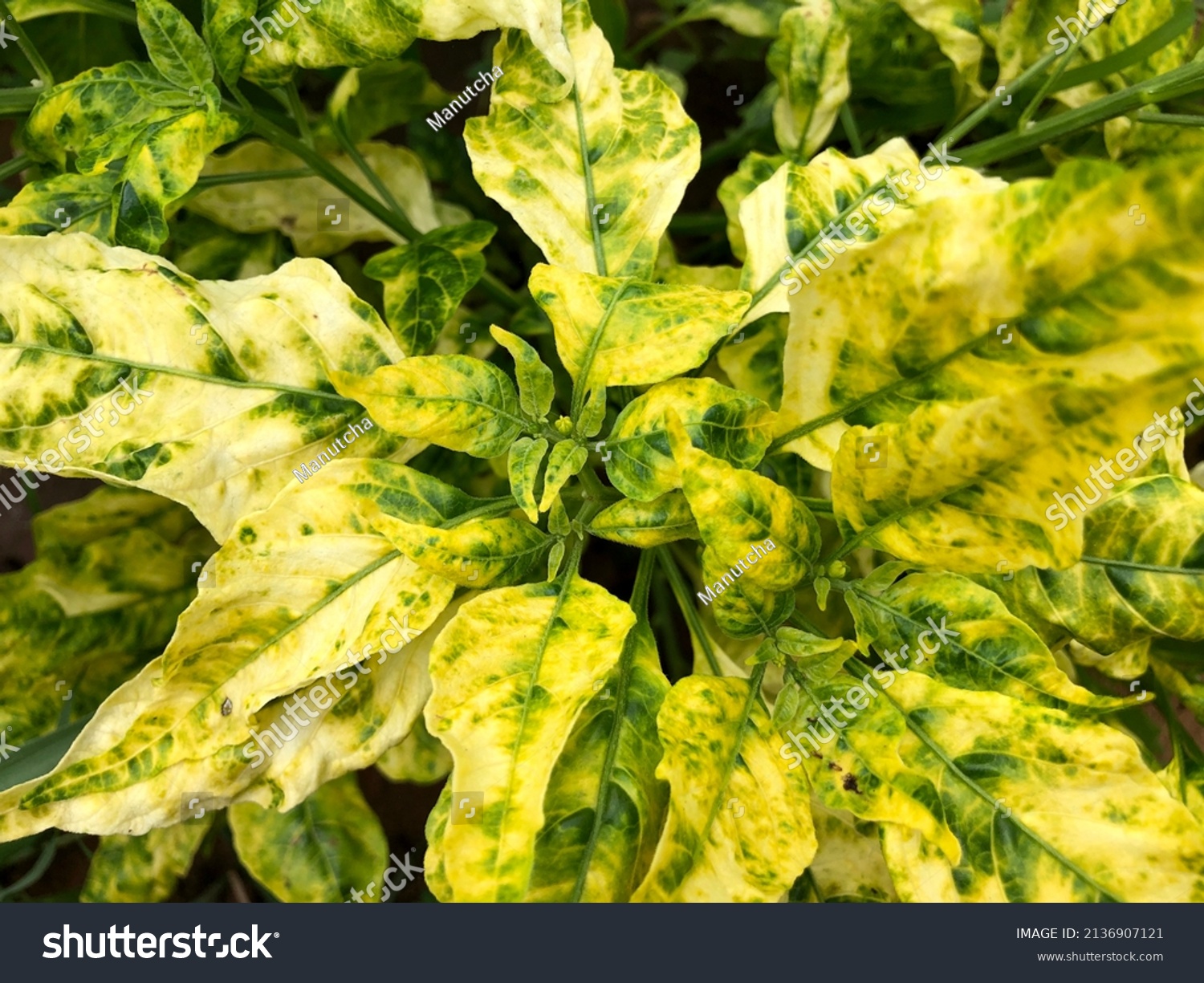 Chilli leaves show signs of light green or yellowish blotches ...