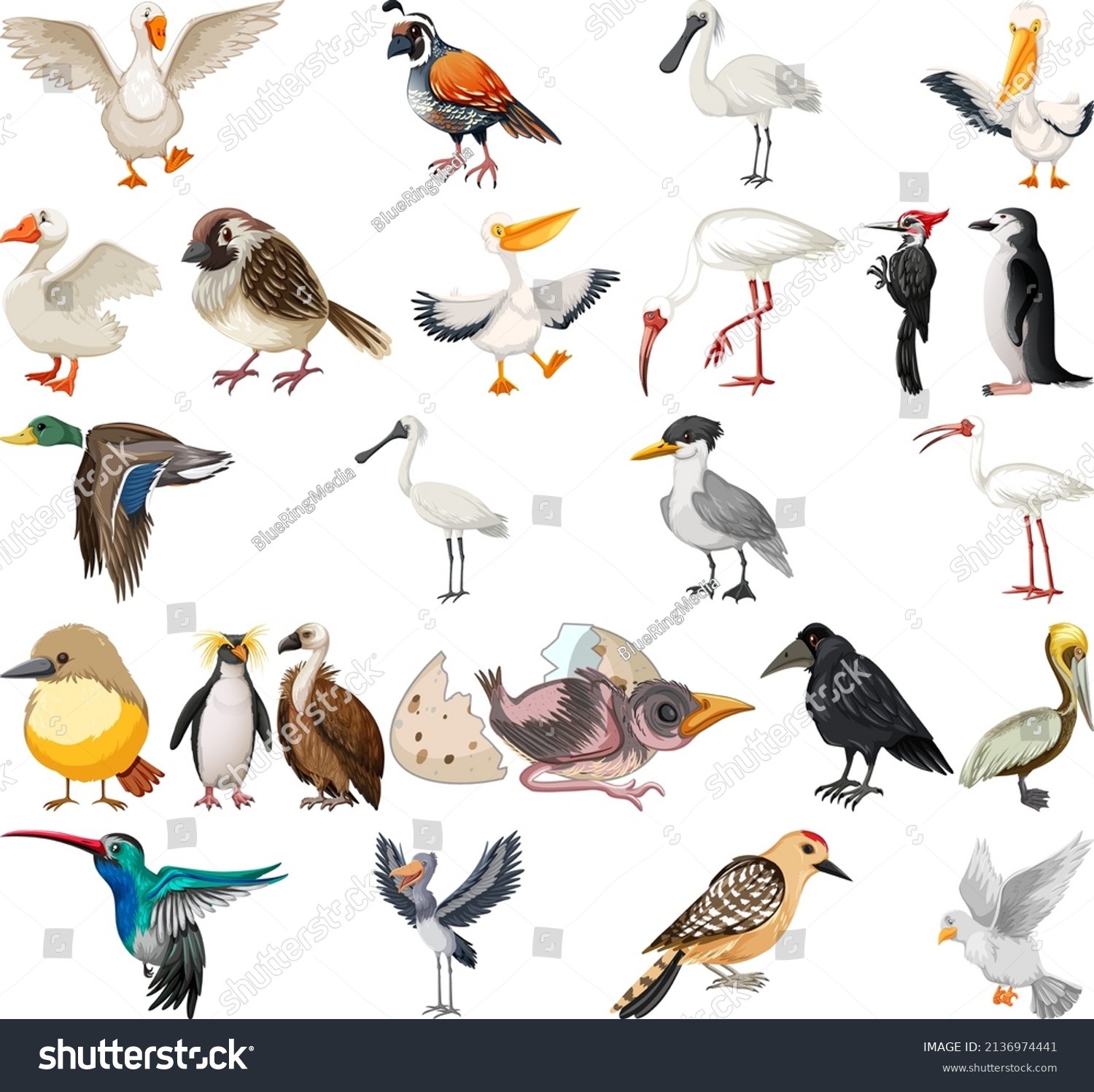 Different kinds of birds collection illustration_站酷海洛_正版图片_视频_字体_音乐素材交易 ...