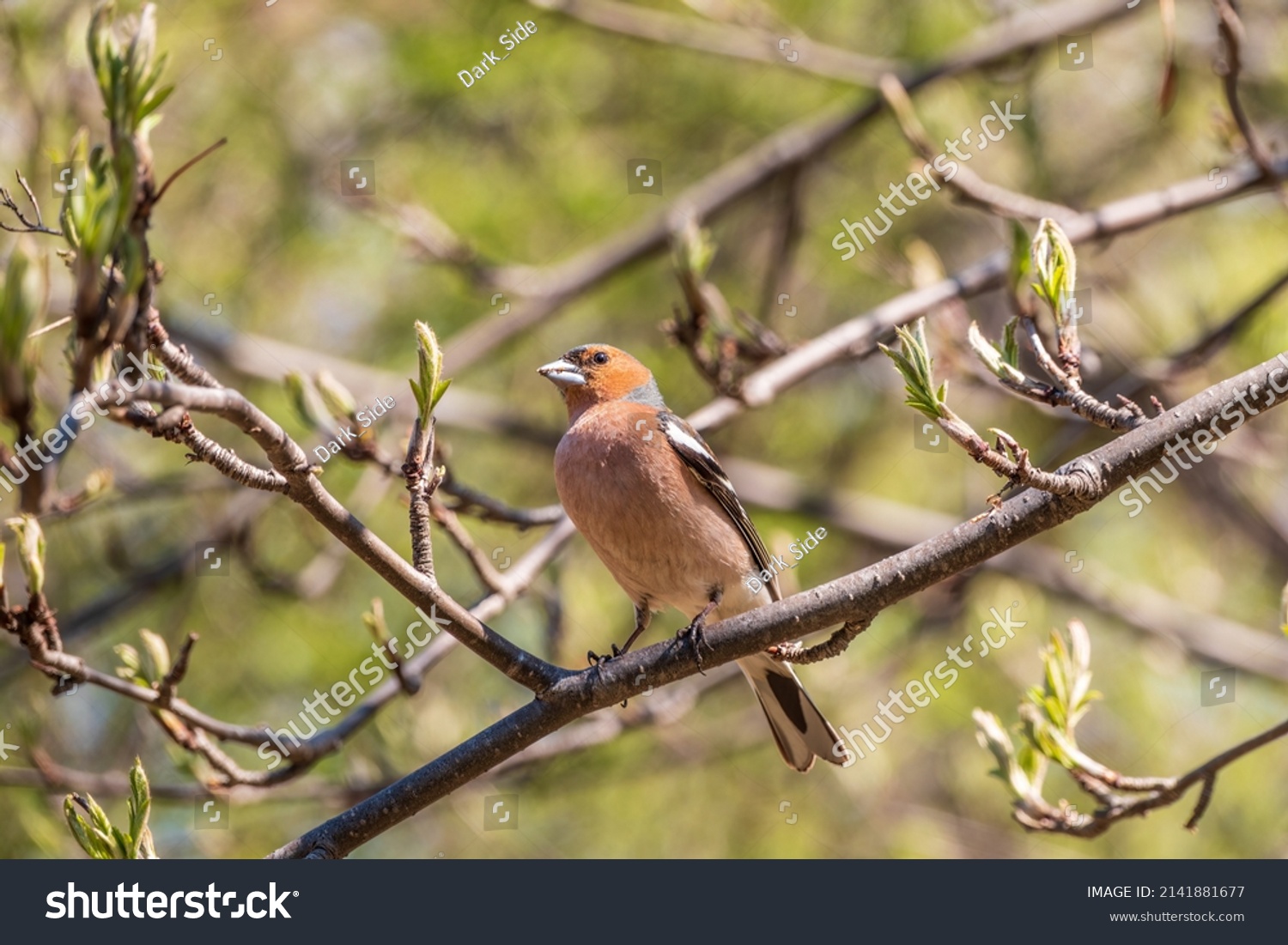 Common chaffinch sits on a branch in spring on green background ...