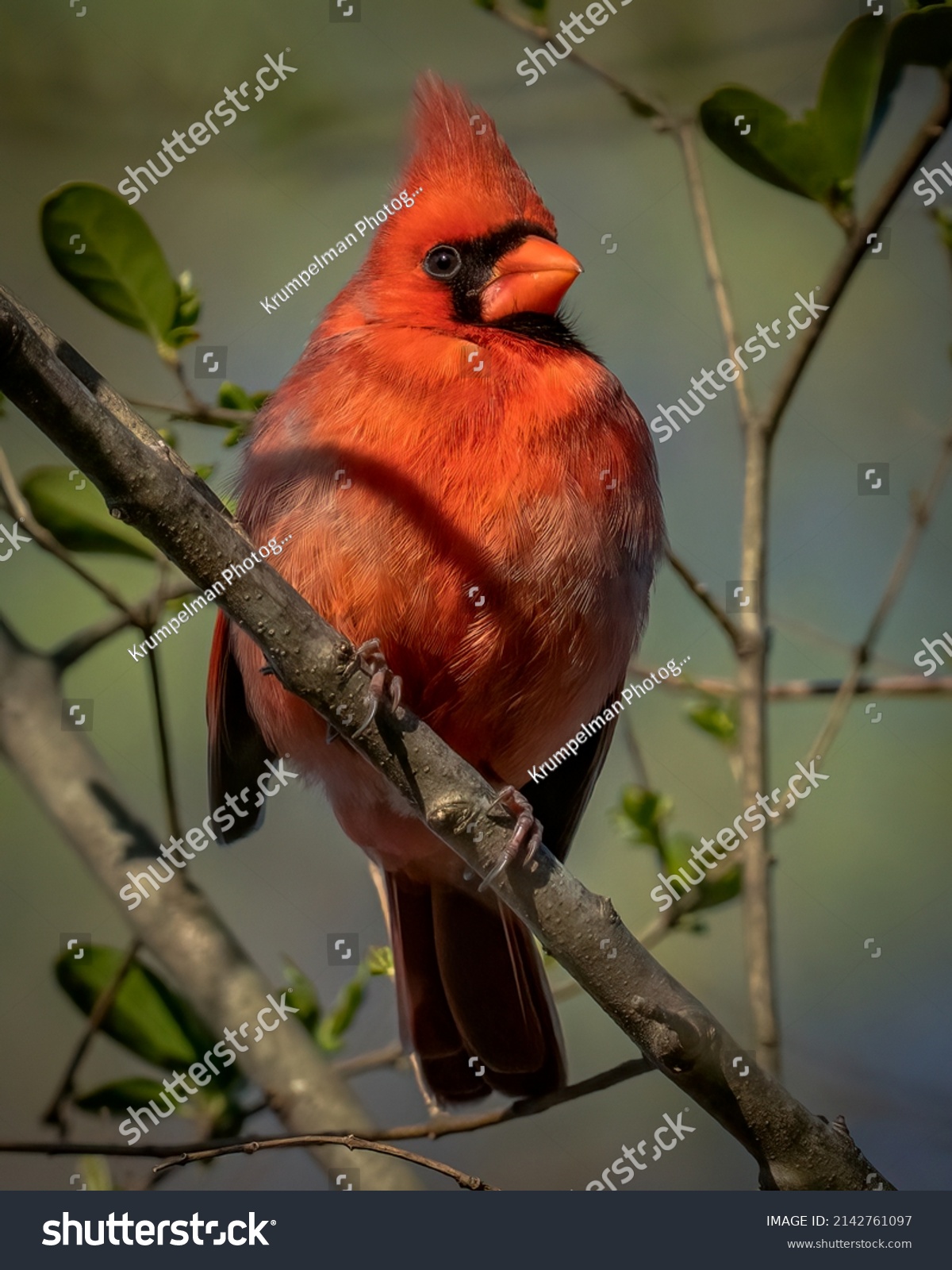 Red Cardinal male on a perch_站酷海洛_正版图片_视频_字体_音乐素材交易平台_站酷旗下品牌