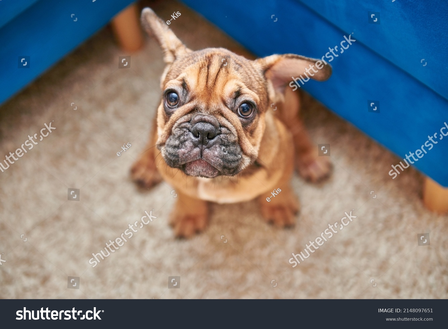 Portrait of french bulldog puppy top view_站酷海洛_正版图片_视频_字体_音乐素材交易平台_站酷旗下品牌