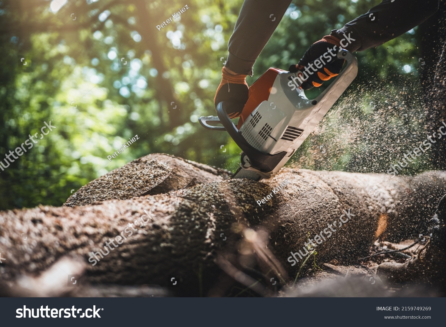 Chainsaw. Close-up of woodcutter sawing chain saw in motion sawdust fly ...