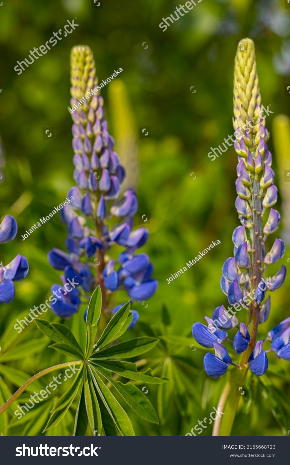 Flowers for lupine festival Midsummer festival._站酷海洛_正版图片_视频_字体_音乐素材交易 ...