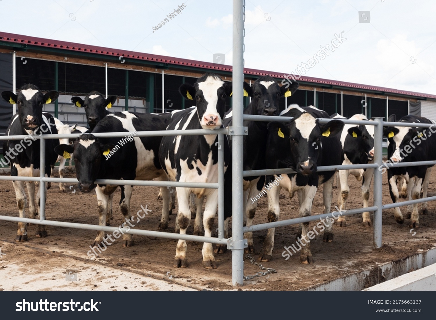 a group of highly produced dairy cows on a modern farm walks on the ...