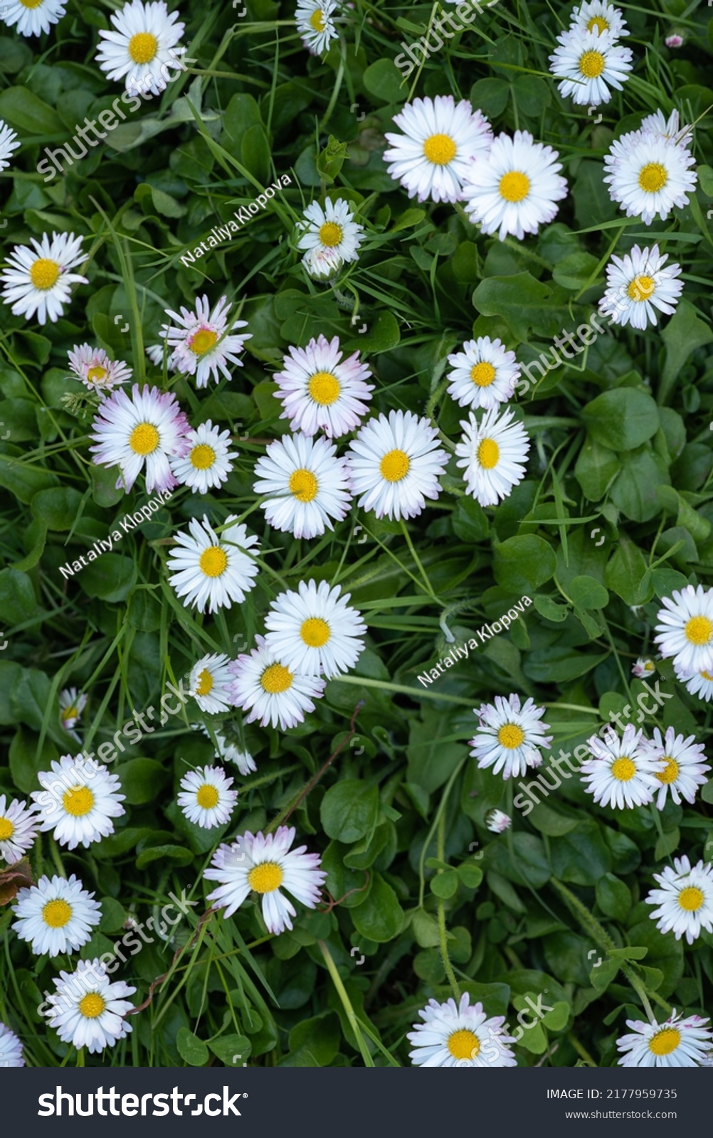 Chamomile flower field. Camomile in the nature. Field of camomil_站酷海洛 ...