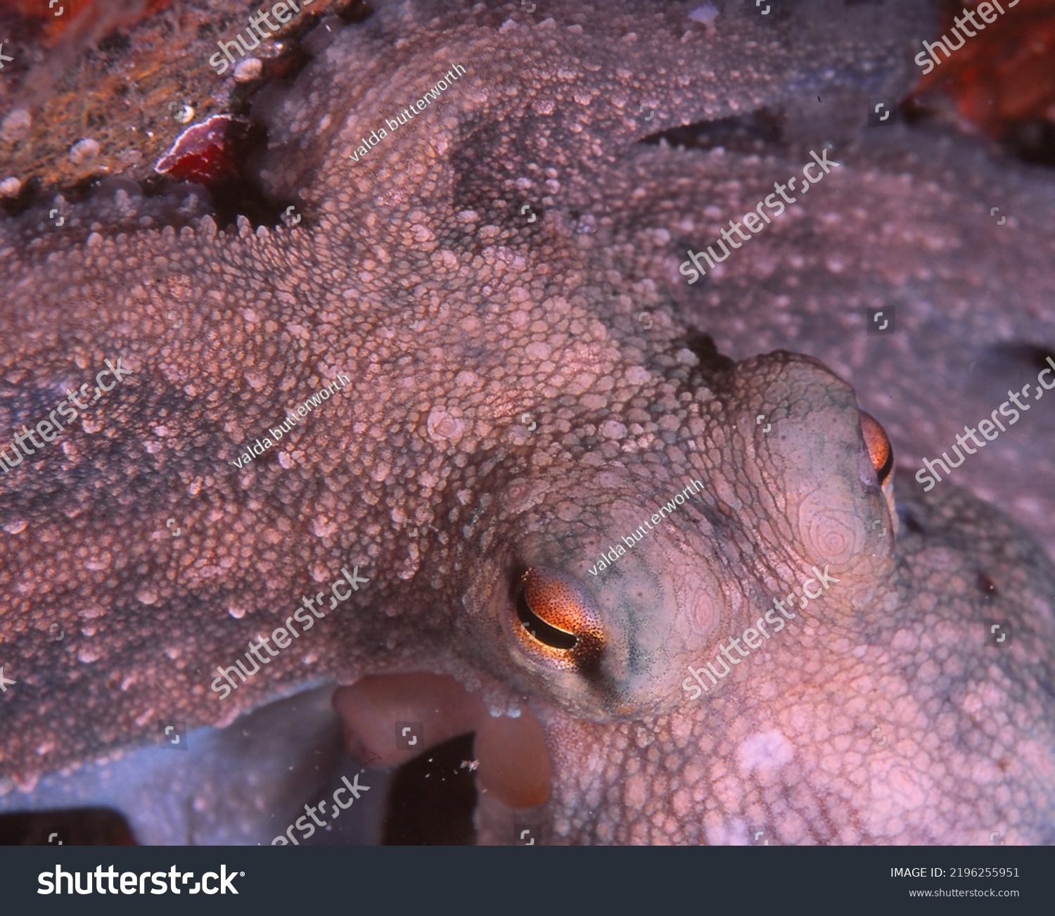 common octopus blends into crevice in reef wall showing its excellent ...