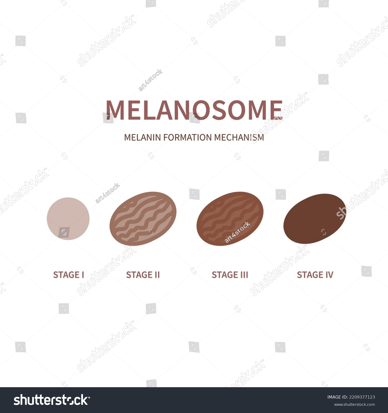 Melanin synthesis process. Stages of melanosome organelles maturation ...