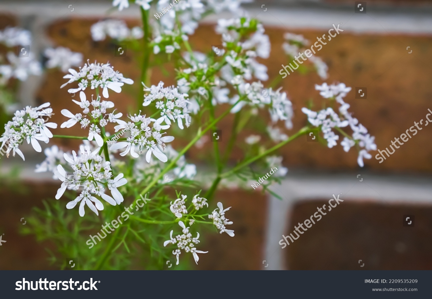 white inflorescences of coriander herb flowers Coriander Blossoming ...