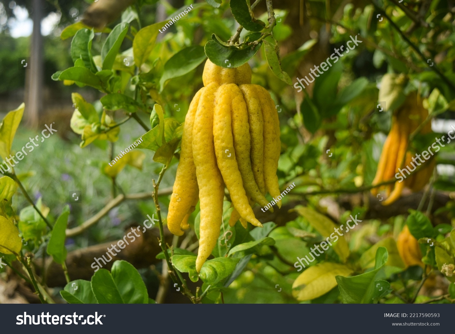 this pic show a buddha's hand citron fruit or fingered citron on tree ...