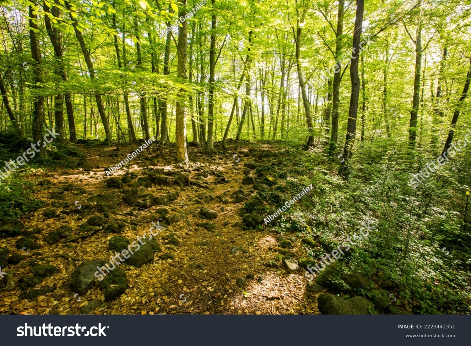 Spring sunrise in La Fageda D En Jorda Forest La Garrotxa Spain._站酷海洛 ...