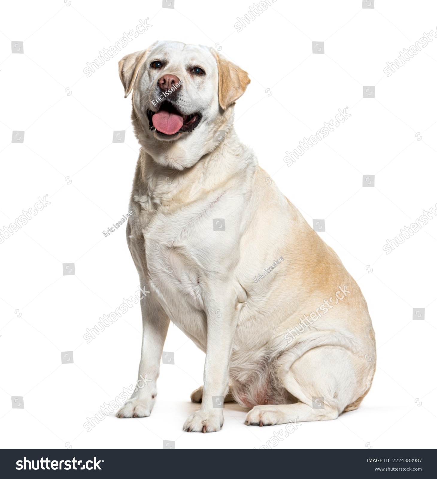 Fat labrador retriever panting isolated on white_站酷海洛_正版图片_视频_字体_音乐素材交易 ...