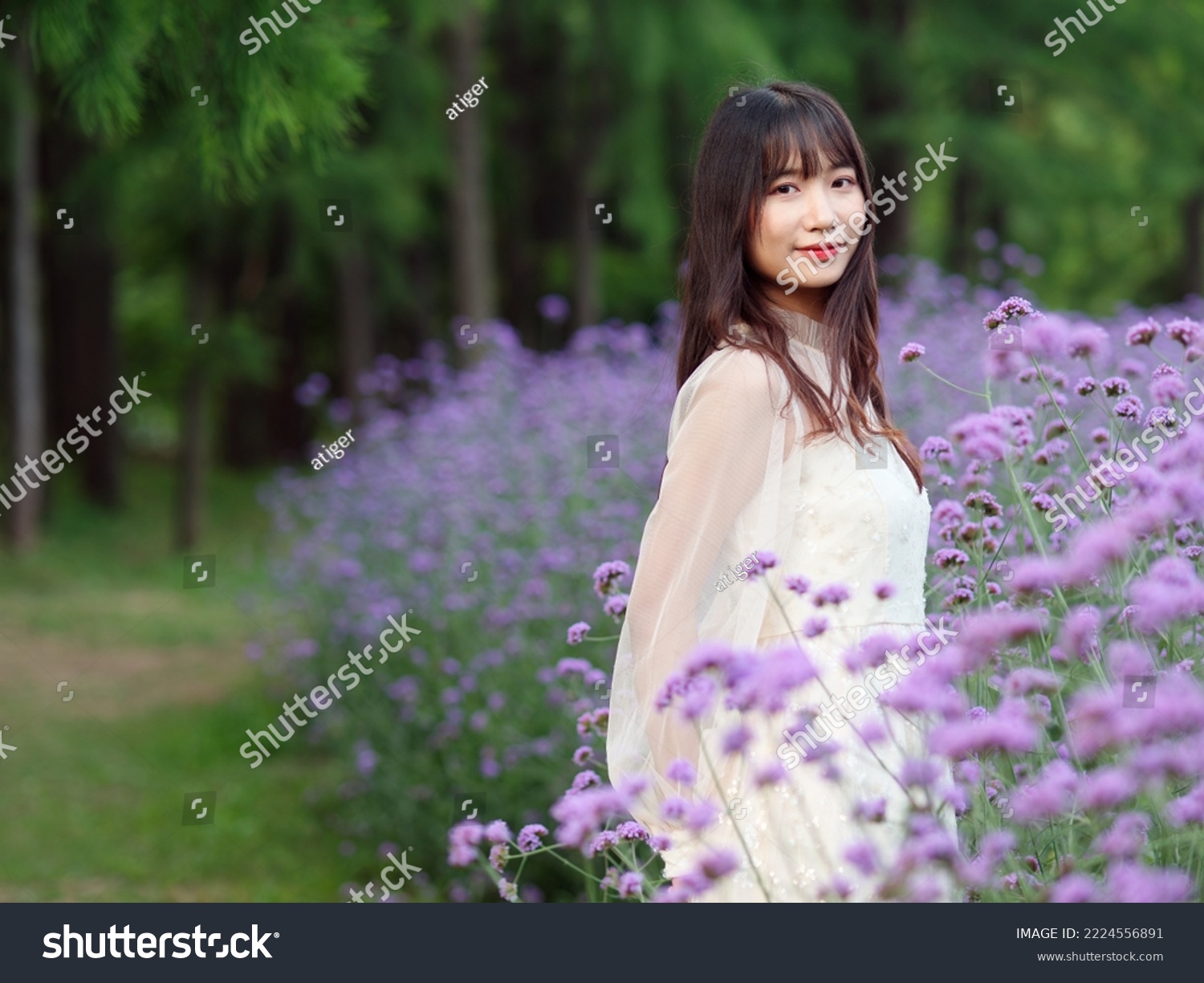 Beautiful woman in white dress standing in purple Verbena Bonariensis flower field charming ...