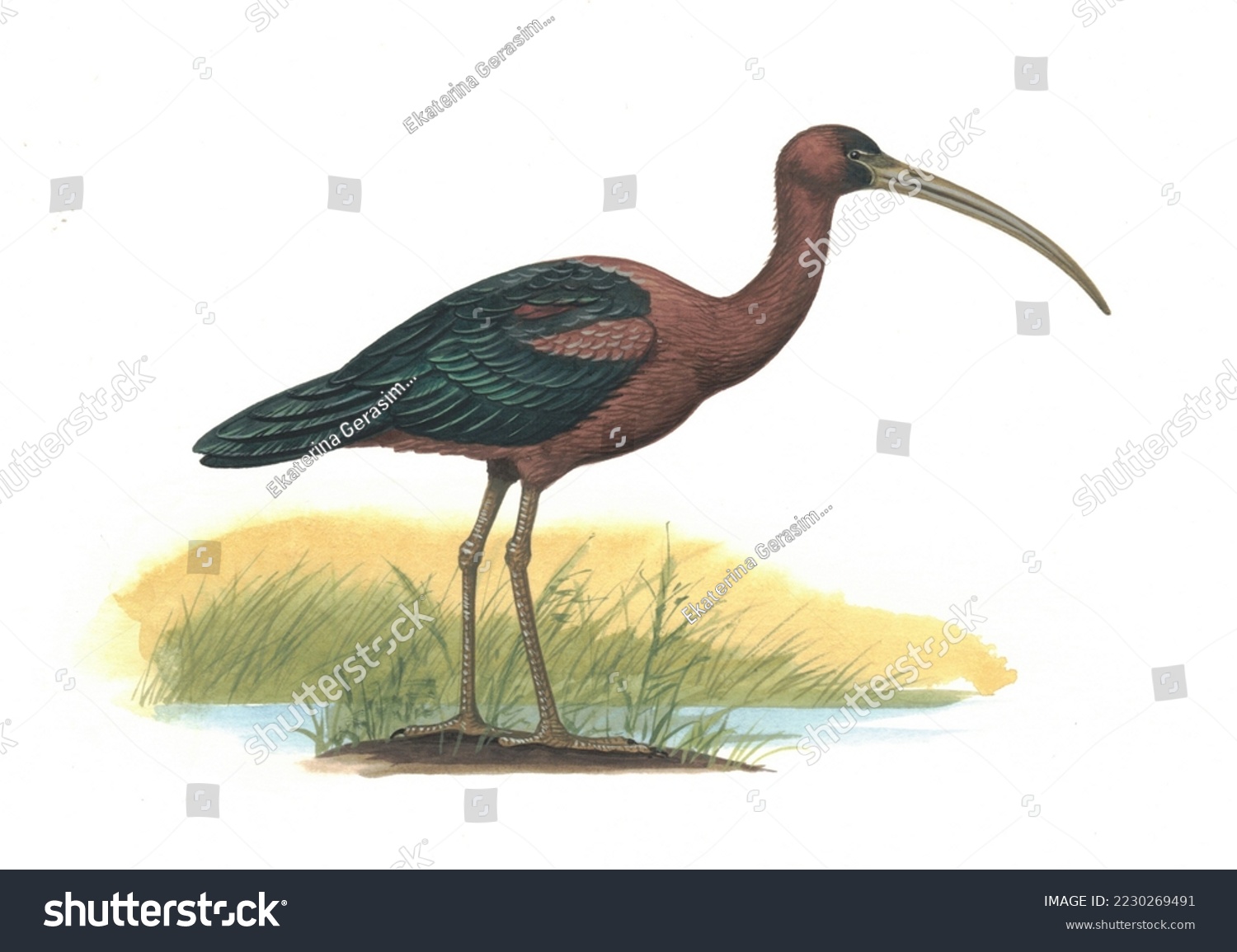 Realistic digital color scientific illustration of glossy ibis ...