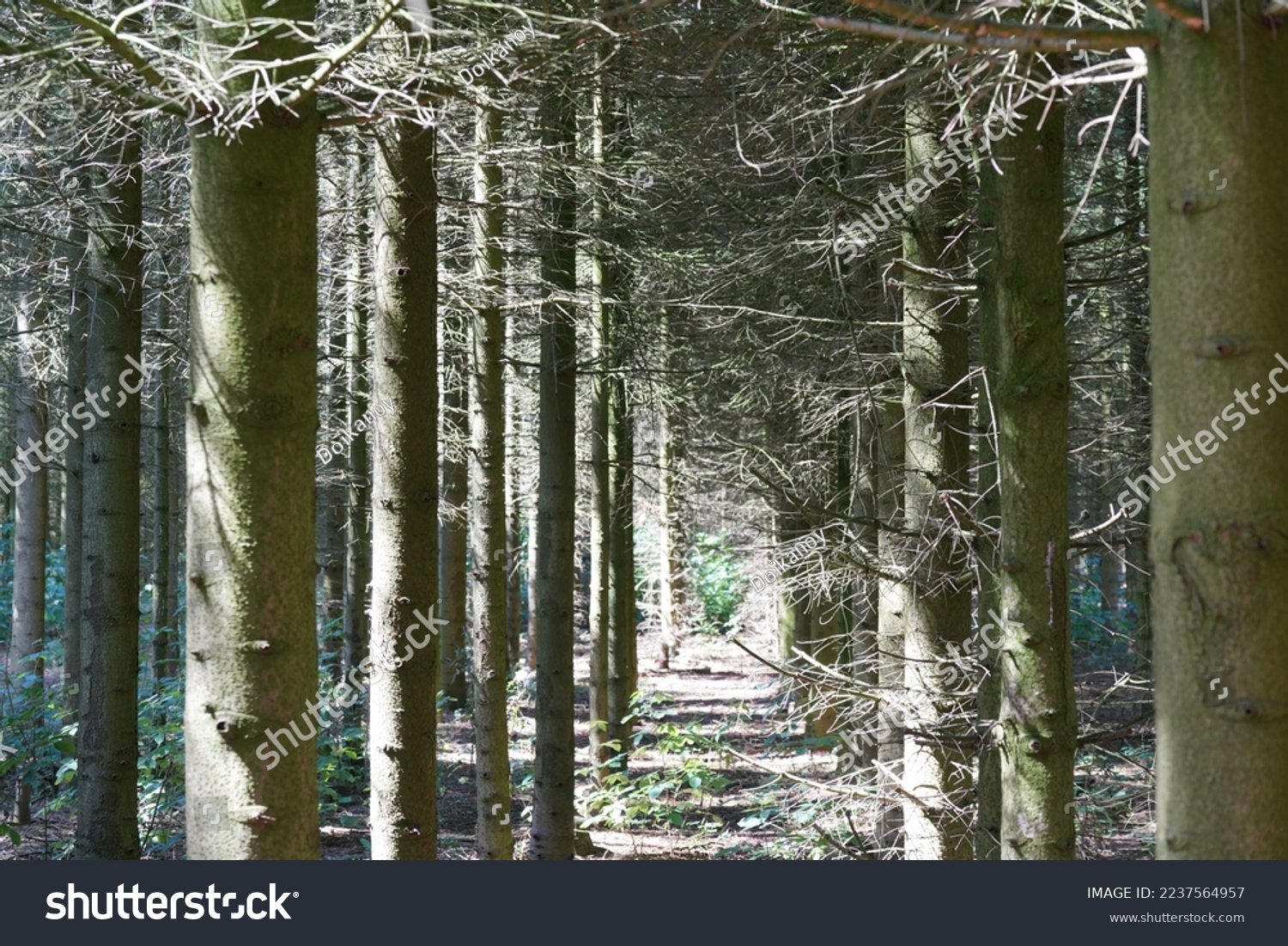 Trunk of Pinus elliottii or Hairy Spurge Slash Pine Tree Rings_站酷海洛_正版 ...