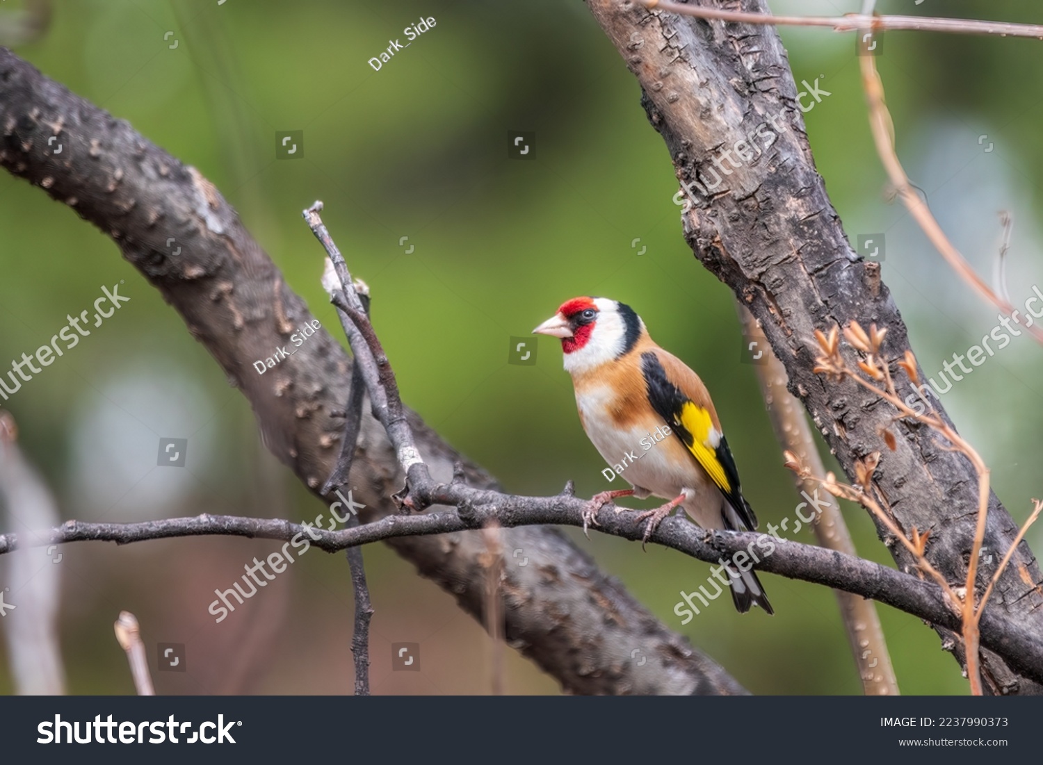 The European goldfinch sits on a branch in spring on green background ...