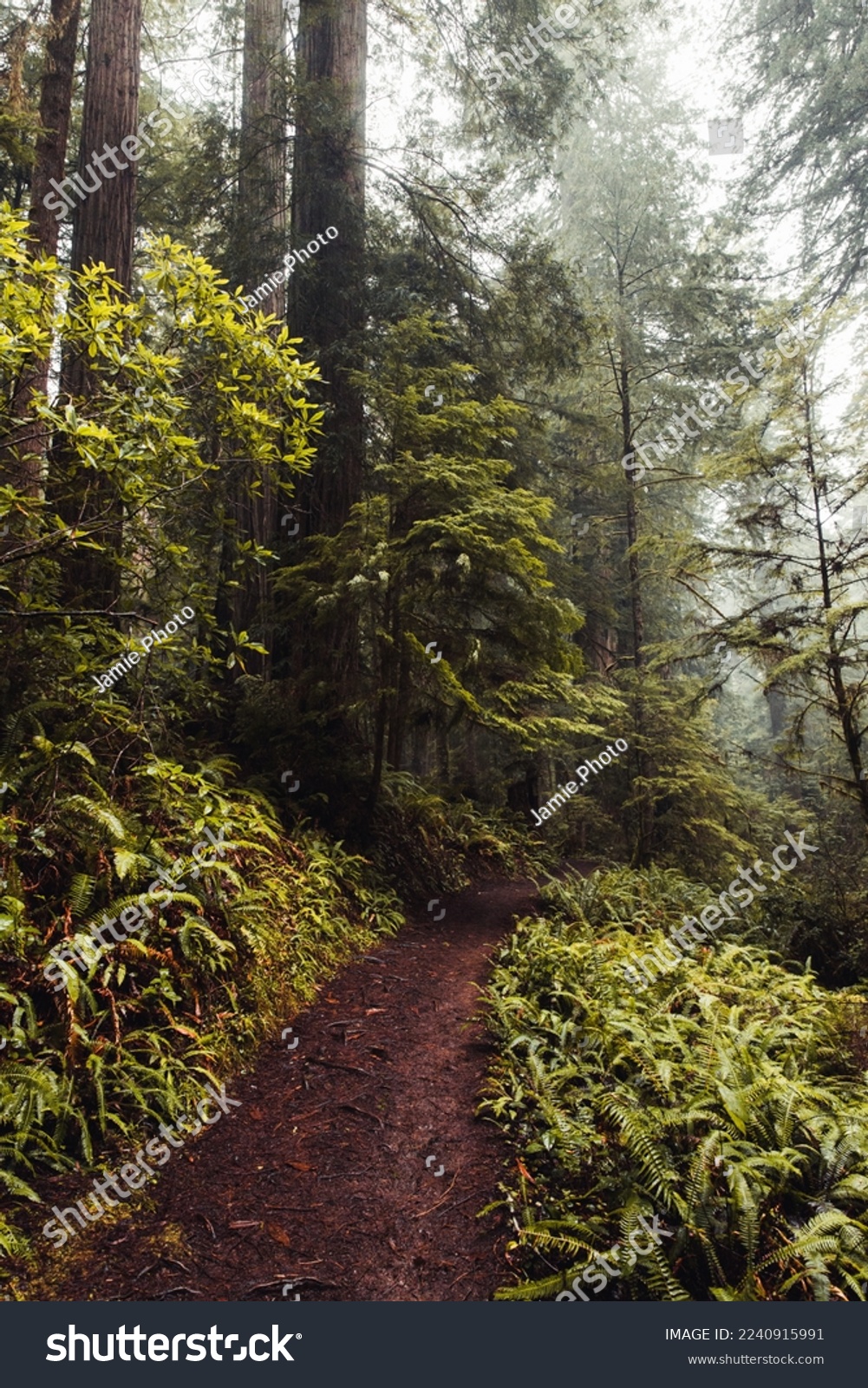 Hiking through the misty forest on a cold damp morning. _站酷海洛_正版图片_视频 ...