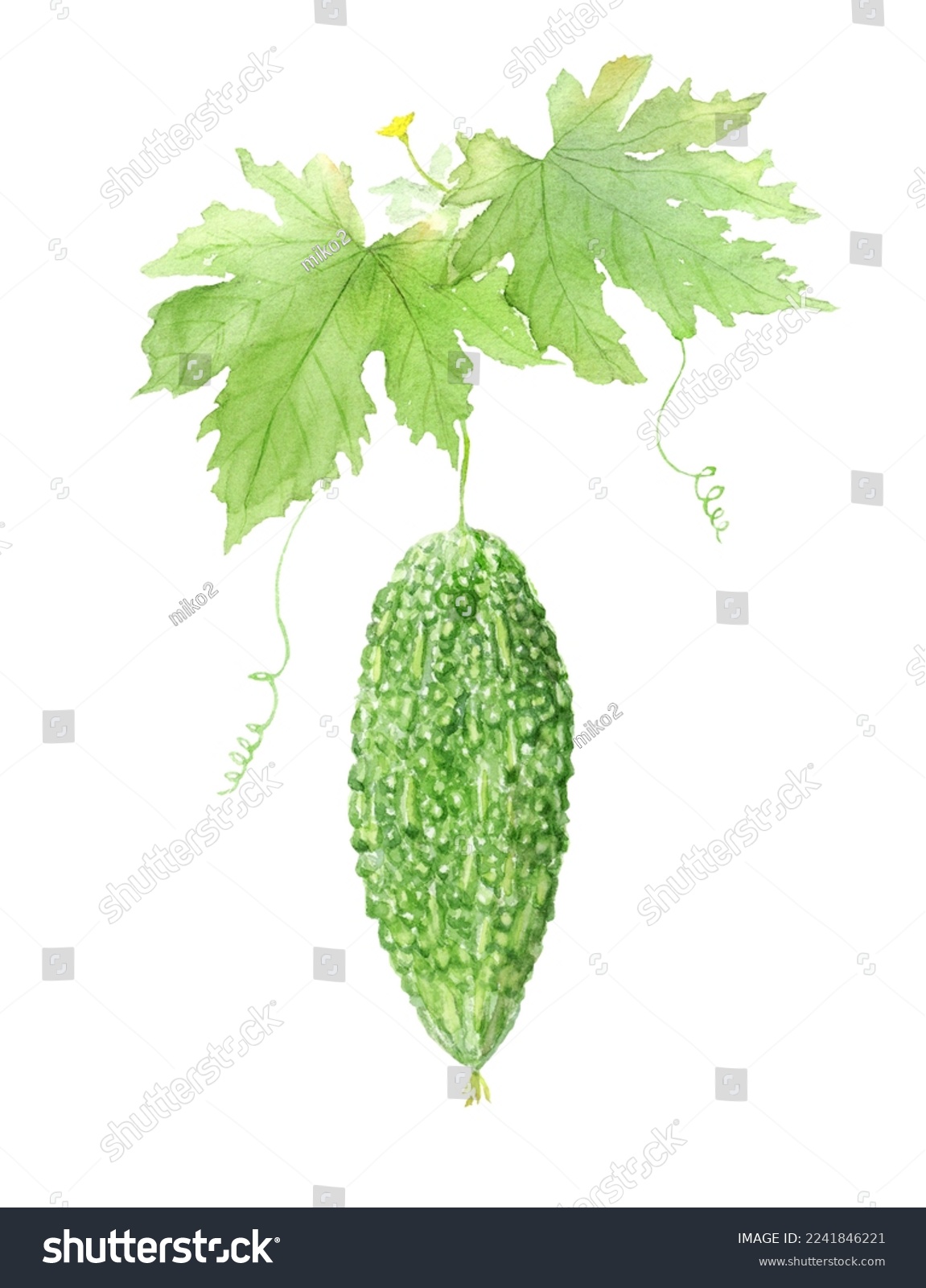 Watercolor painting illustration of bitter gourd "GOYA"_站酷海洛_正版图片_视频_字体_音乐素材交易平台_站酷旗下品牌