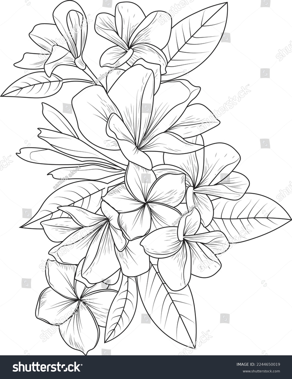 Frangipani flower drawing hand draw flower bouquet illustration vector ...