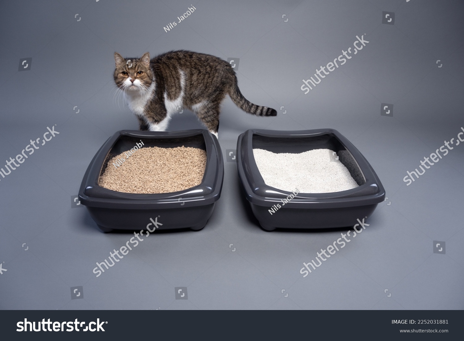 tabby cat standing behind two cat litter boxes with clay and organic ...