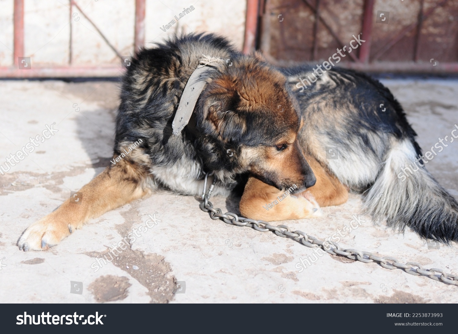 A dog on a chain guards the territory. The dog lives in captivity ...