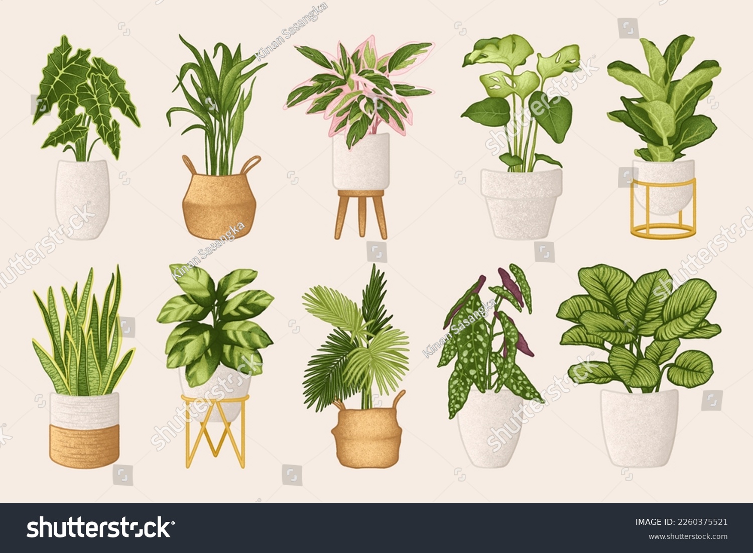 Collection of realistic hand-drawn houseplants in pots isolated on ...