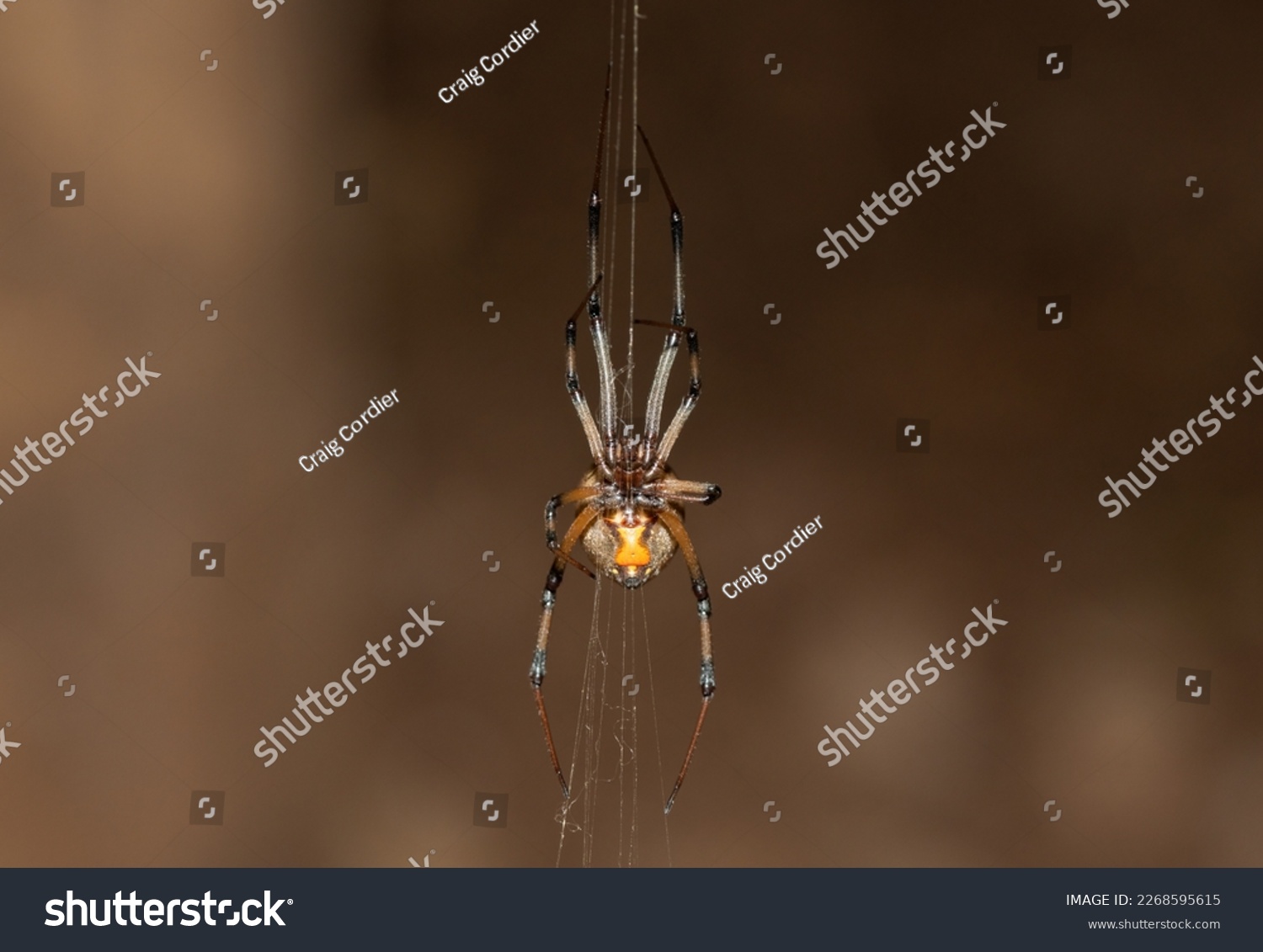 Beautiful Brown Button spider (Latrodectus geometricus) on its web_站酷海洛 ...