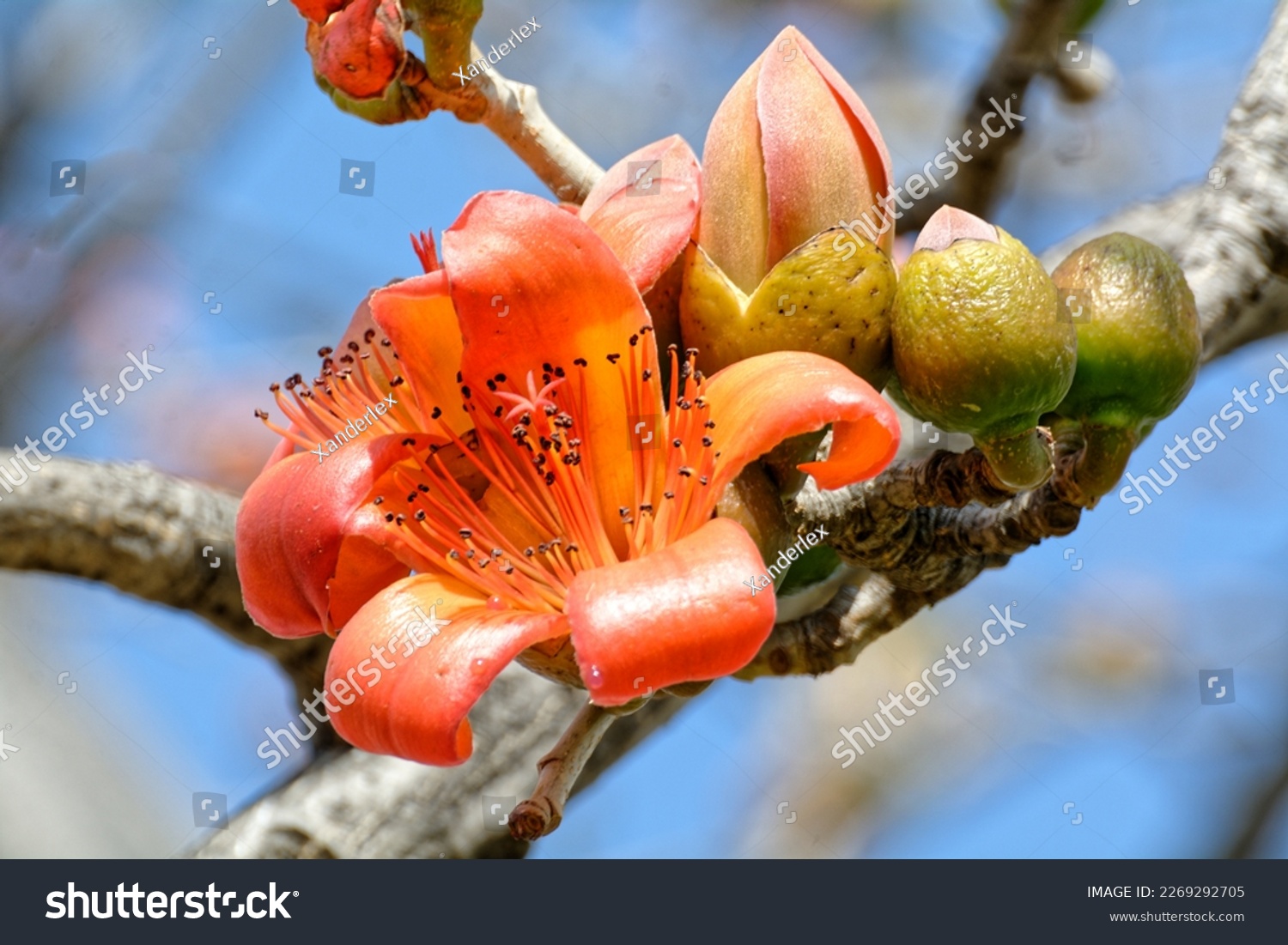 Bombax ceiba like other trees of the genus Bombax is commonly known as ...